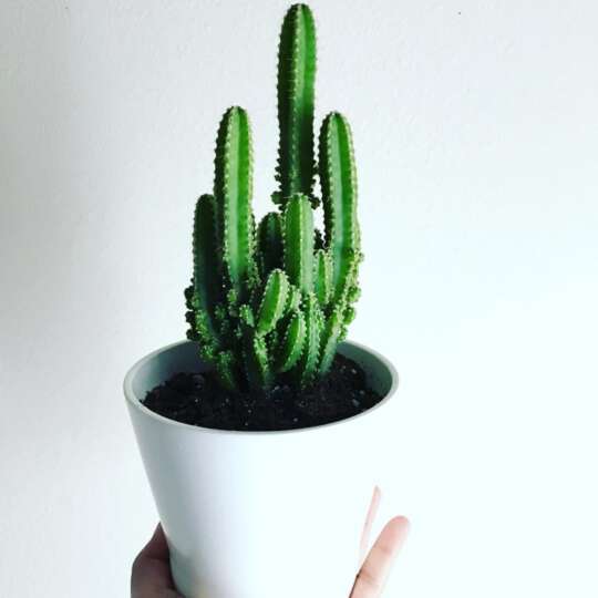 Fairy Castle Cactus - Nature Nursery - Central India's Biggest Nursery ...