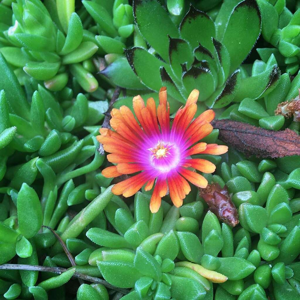 Ice Plant - Nature Nursery - Central India's Biggest Nursery in Indore