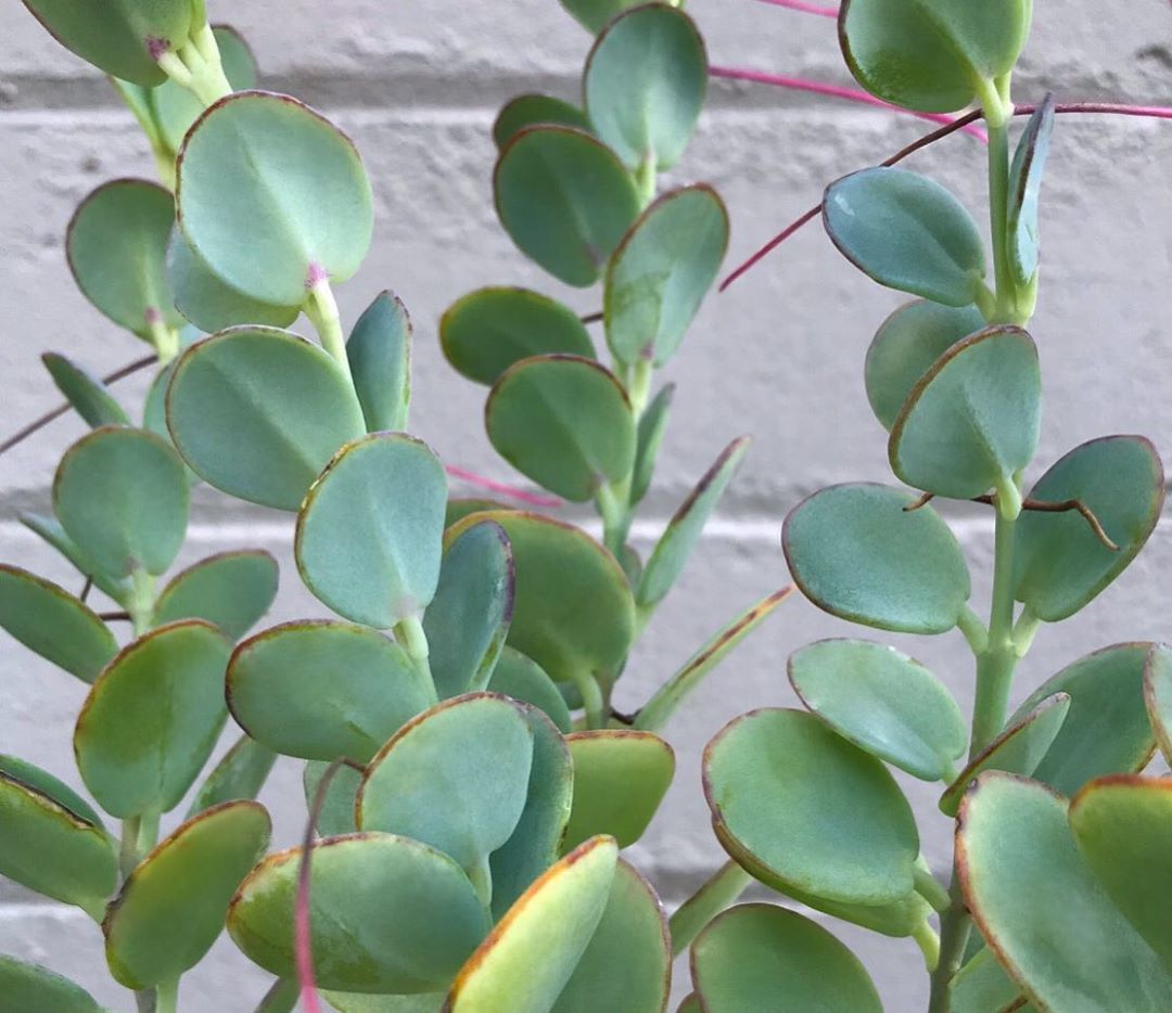 Marnier’s Kalanchoe - Nature Nursery - Central India's Biggest Nursery ...