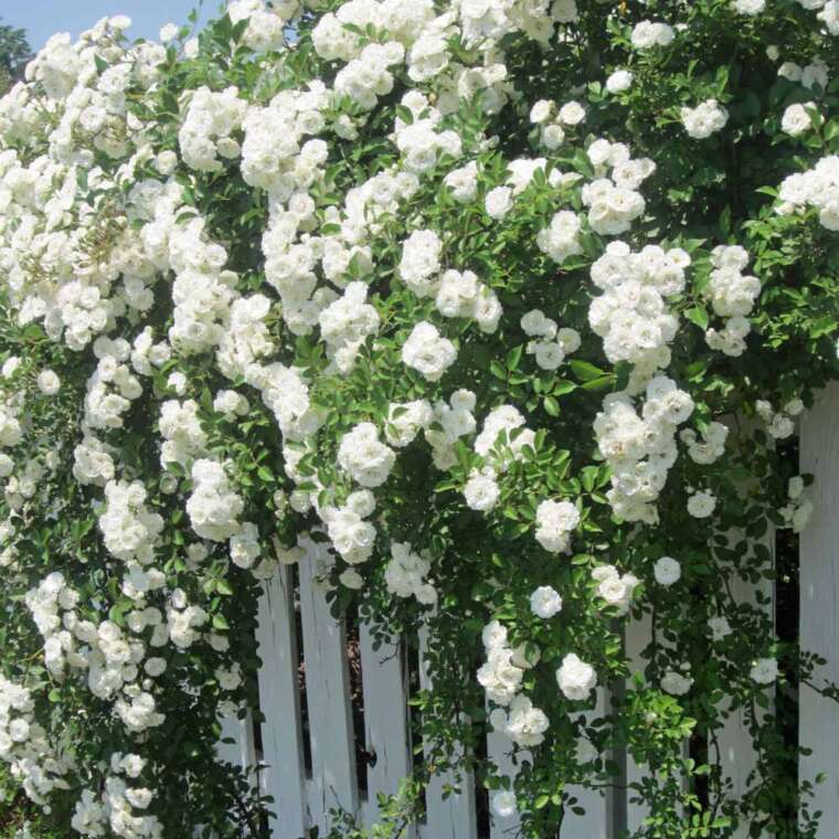 Creeper Rose - Nature Nursery - Central India's Biggest Nursery in Indore