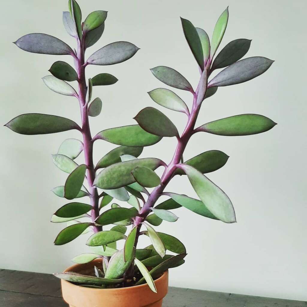 Vertical Leaf Senecio - Nature Nursery - Central India's Biggest ...