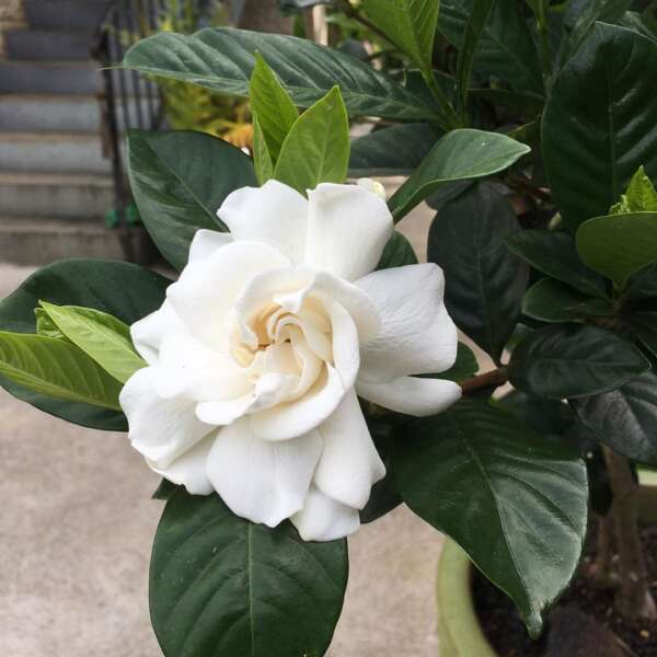 Gardenia - Nature Nursery - Central India's Biggest Nursery in Indore
