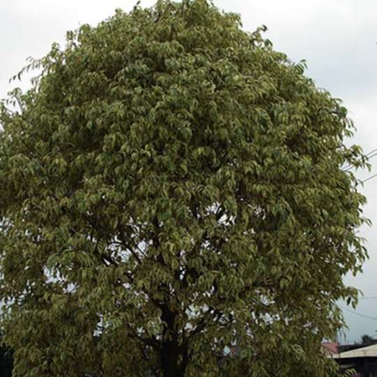 Kingbush - Nature Nursery - Central India's Biggest Nursery in Indore