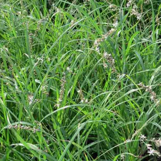 Lily Grass - Nature Nursery - Central India's Biggest Nursery in Indore