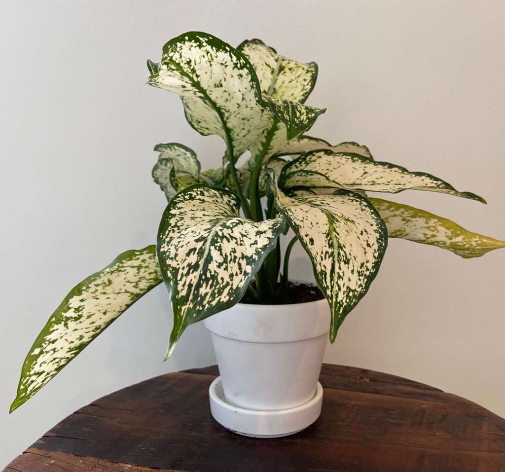 Chinese Evergreen (Aglaonema) - Nature Nursery - Central India's ... Chinese Evergreen (Aglaonema) - Nature Nursery - Central India's ...
