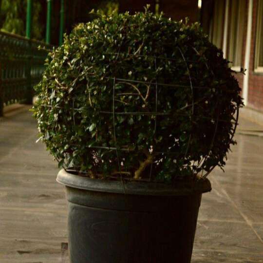 Ficus Microcarpa Ball Shape - Nature Nursery - Central India's Biggest ...