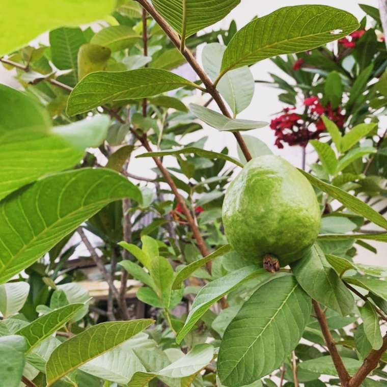 GUAVA - Nature Nursery - Central India's Biggest Nursery in Indore