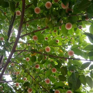 KADAM TREE - Nature Nursery - Central India's Biggest Nursery in Indore