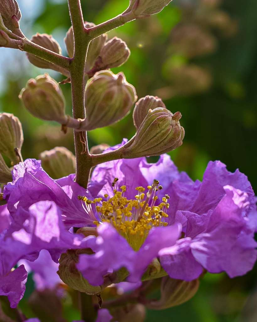 LAGERSTROEMIA - Nature Nursery - Central India's Biggest Nursery in Indore