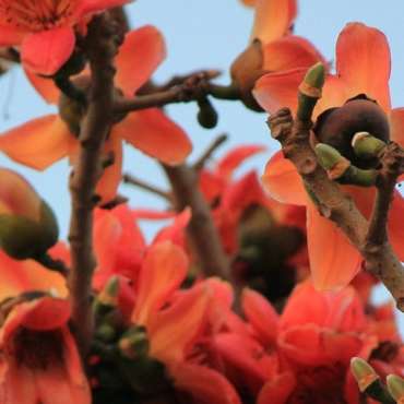SEMAL - Nature Nursery - Central India's Biggest Nursery in Indore