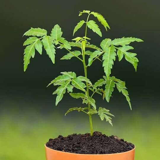 Neem - Nature Nursery - Central India's Biggest Nursery in Indore
